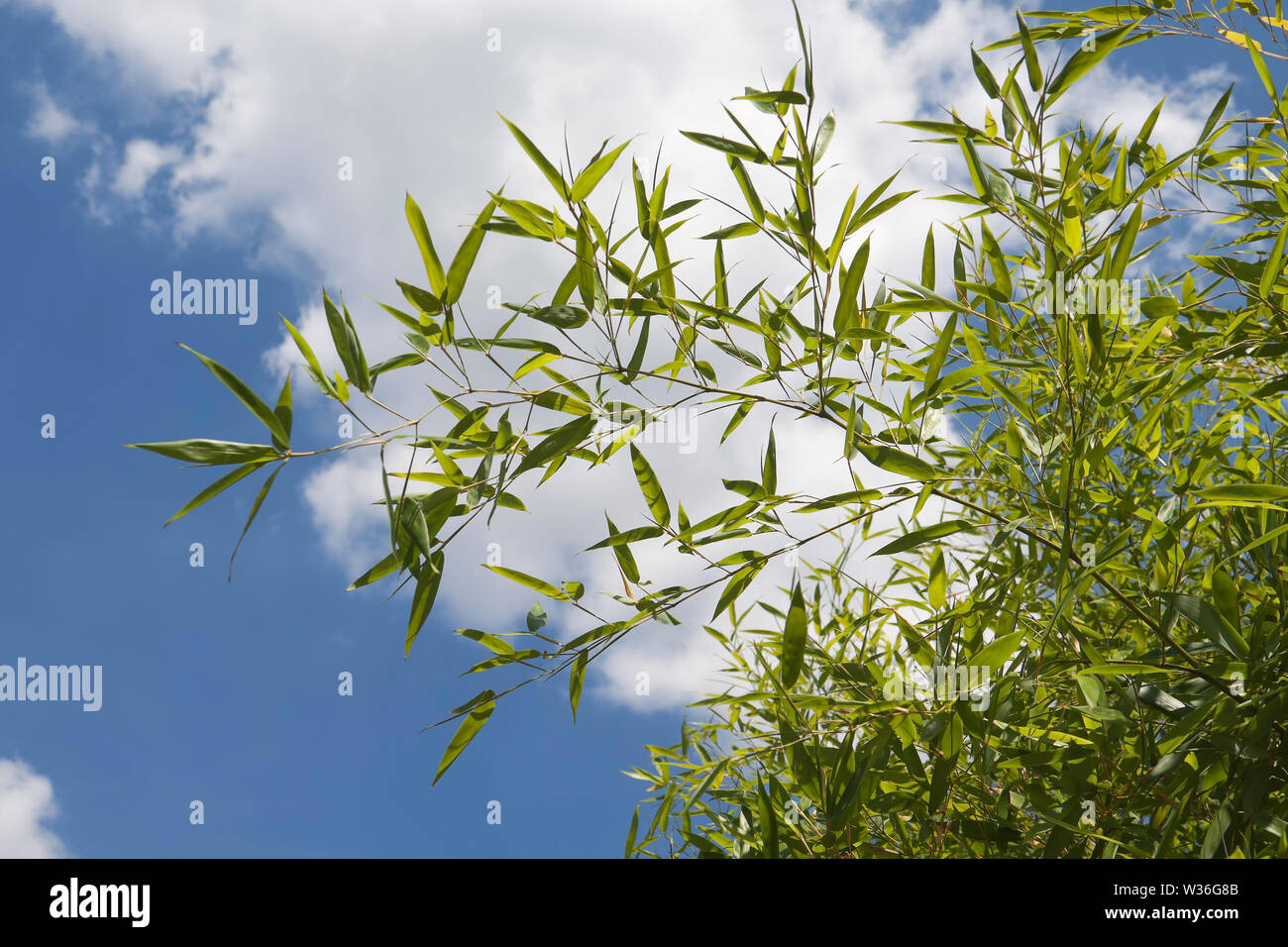 Bamboos, evergreen perennial flowering plants in the subfamily ...