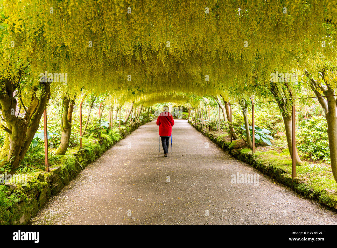 Laburnum arch hi-res stock photography and images - Alamy