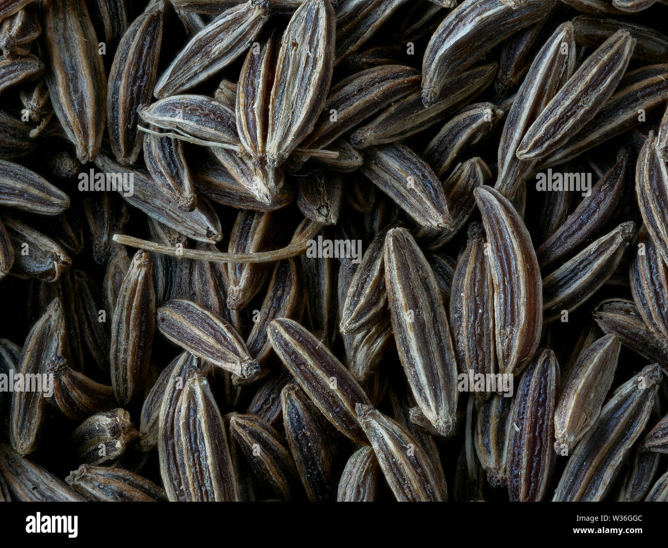 Close-up of Caraway Seeds, Carum carvi, Dark Food Background Stock ...