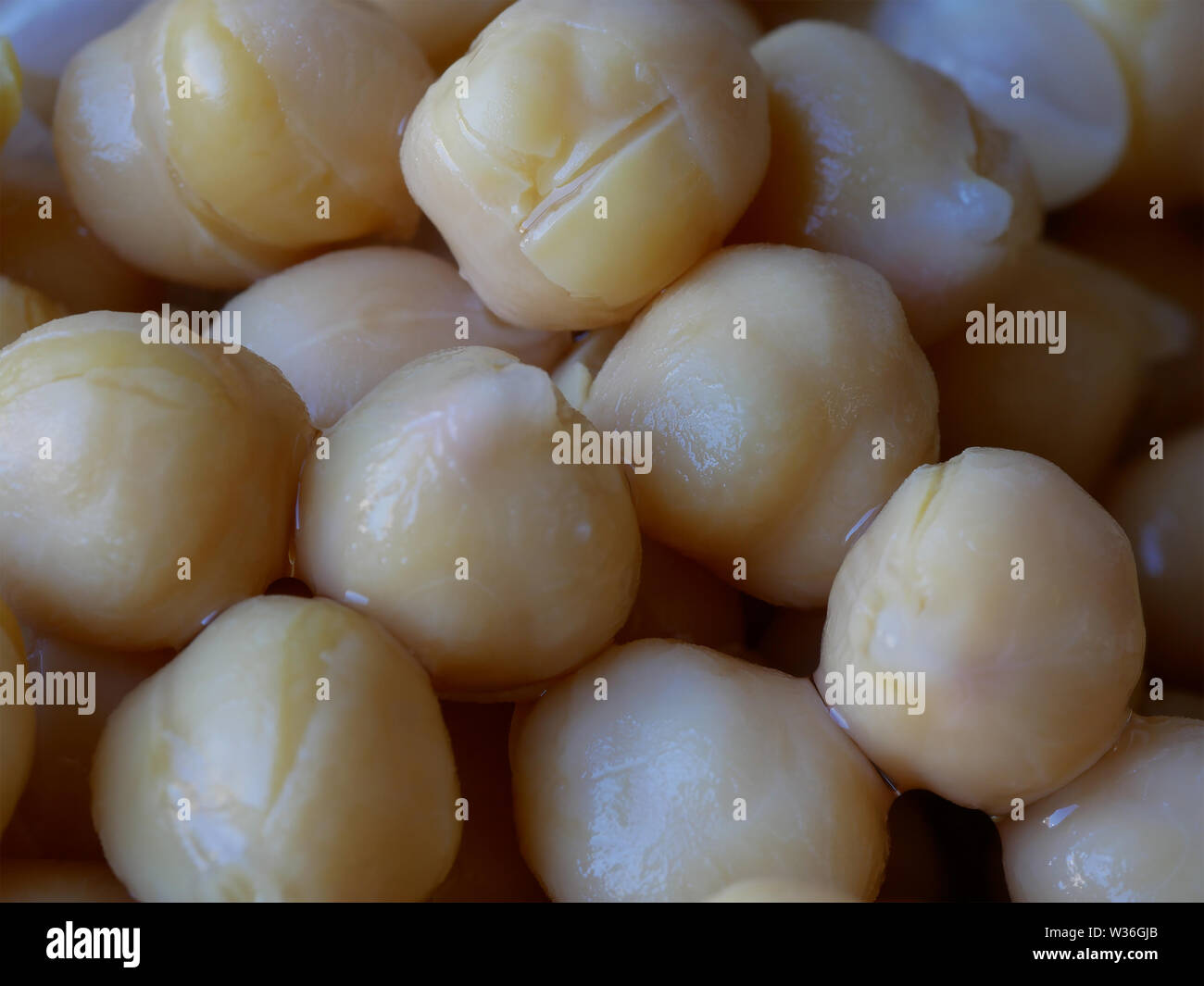 Macro Close-up of Wet Yellow Chickpeas, Cicer arietinum, Food ...