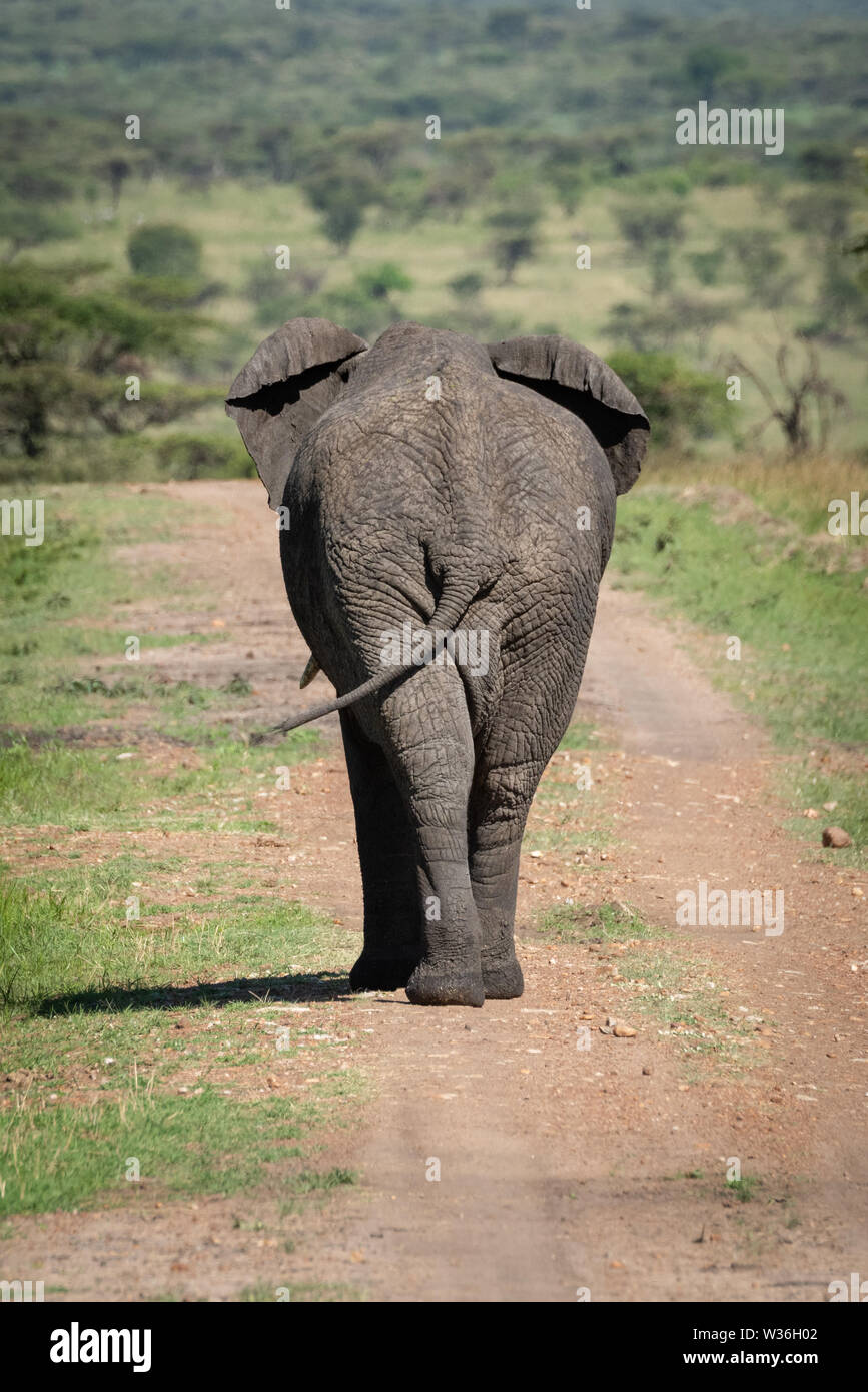 African bush elephant on track from behind Stock Photo - Alamy
