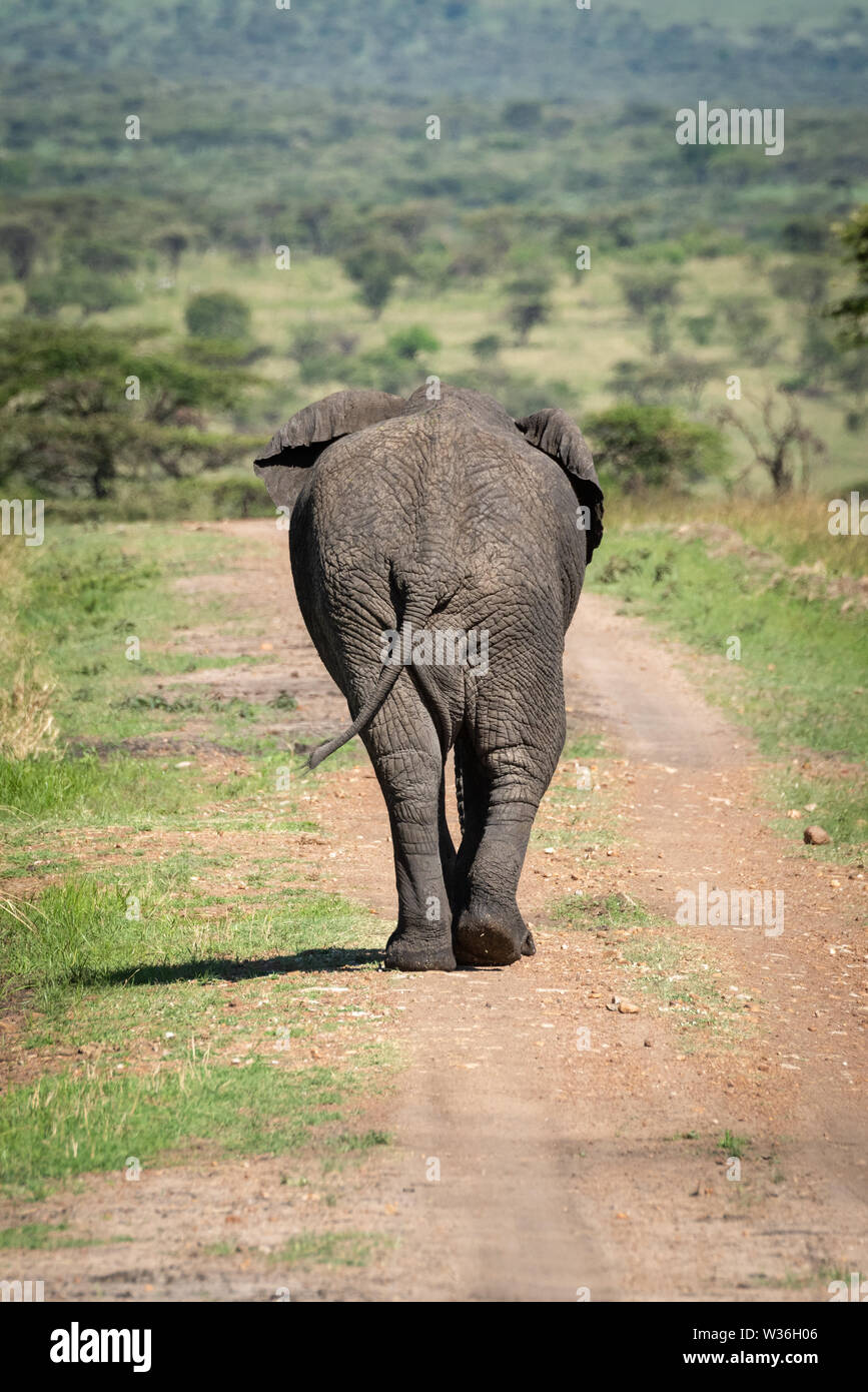 African bush elephant on road from behind Stock Photo - Alamy