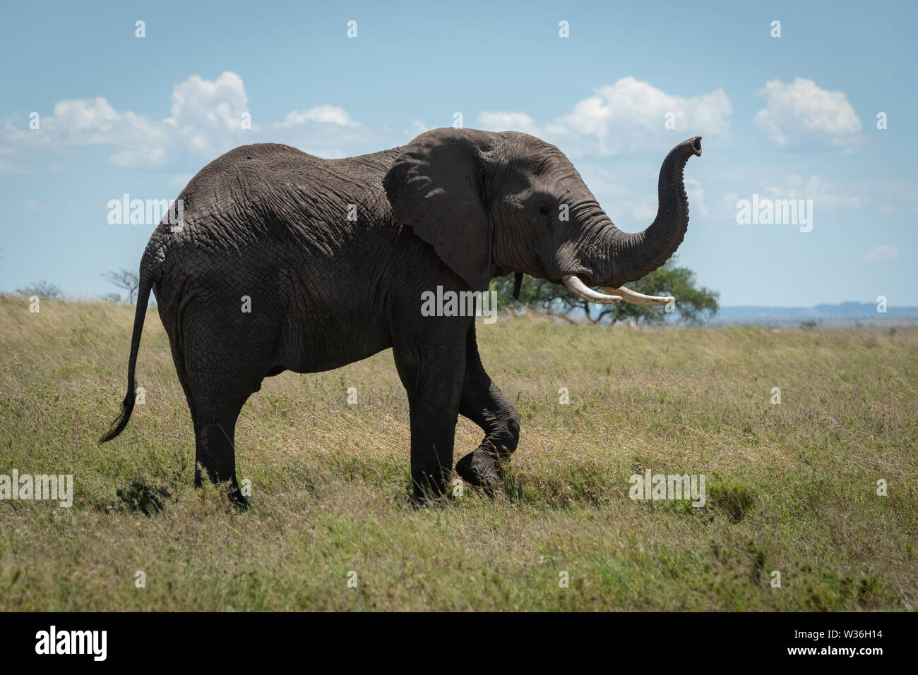 African elephant raises trunk while crossing savannah Stock Photo - Alamy