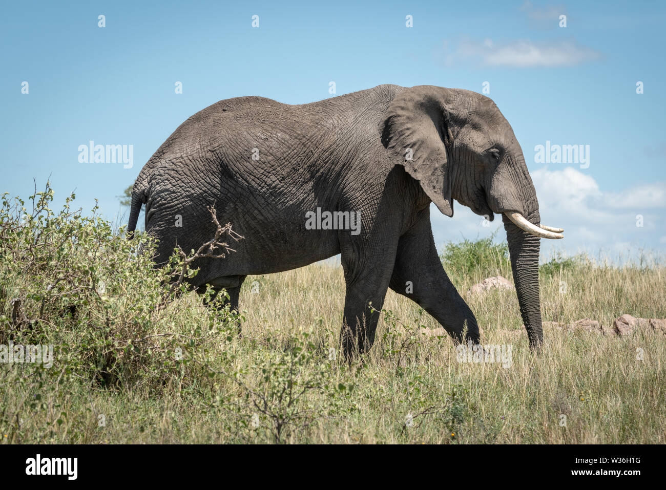 African elephant walking behind bush in savannah Stock Photo - Alamy