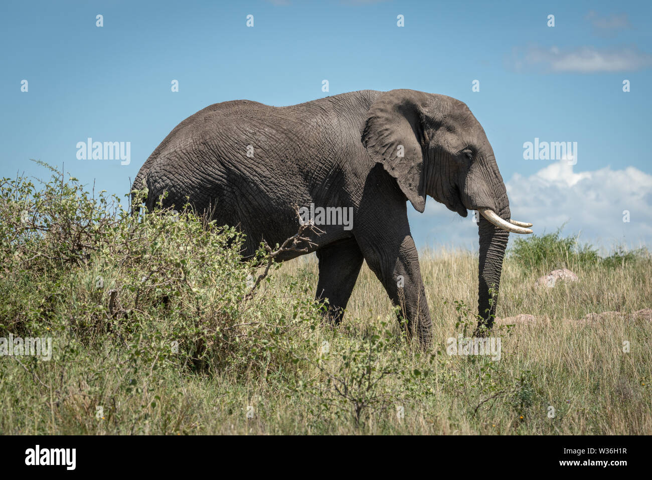 African elephant walking behind bush hi-res stock photography and ...