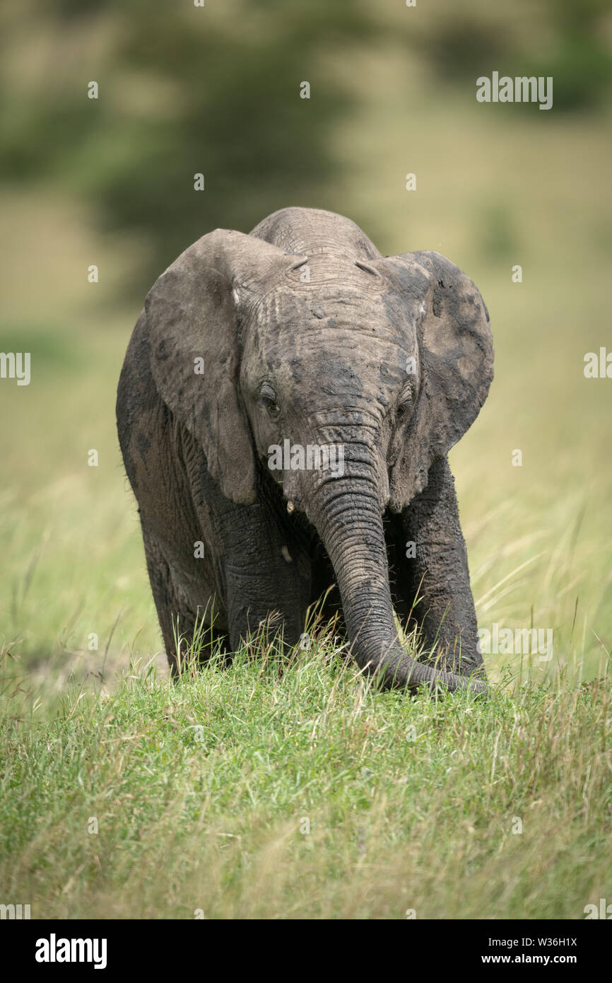 African bush elephant calf stands in grass Stock Photo - Alamy