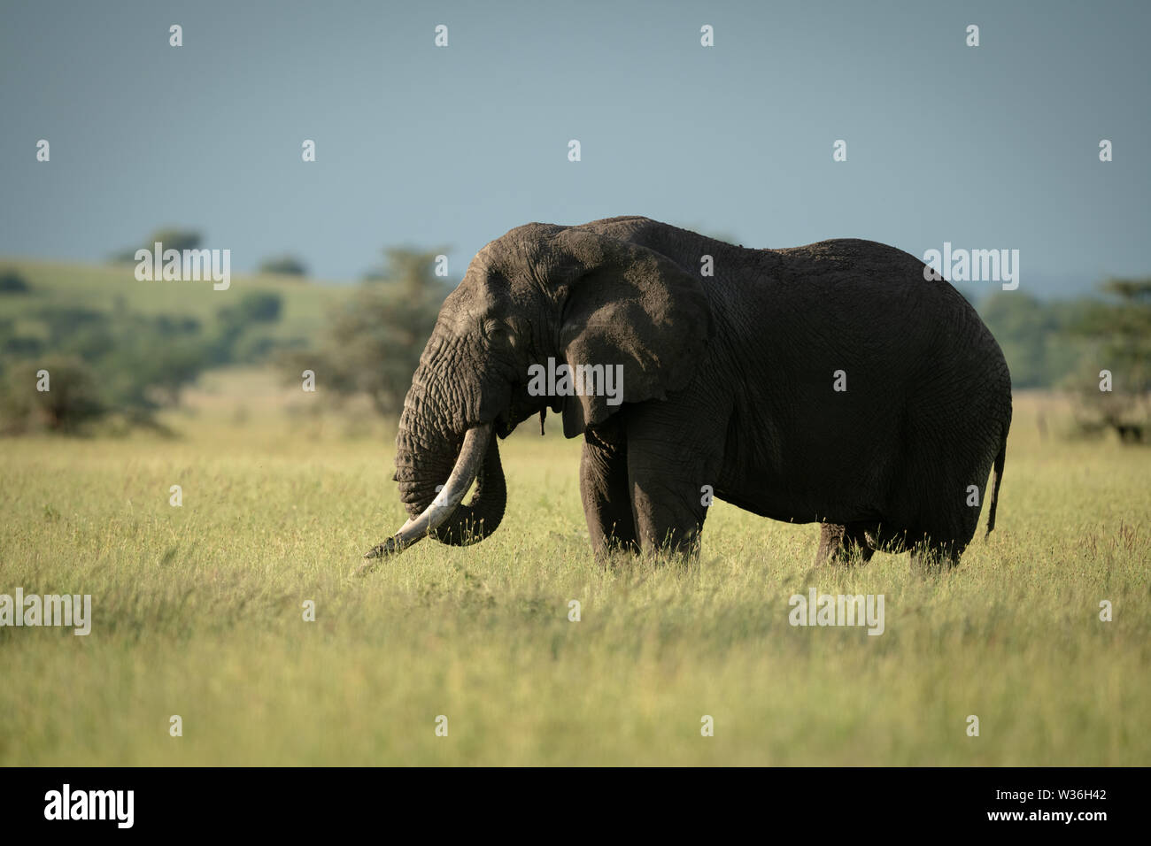 African bush elephant stands eating in grass Stock Photo - Alamy