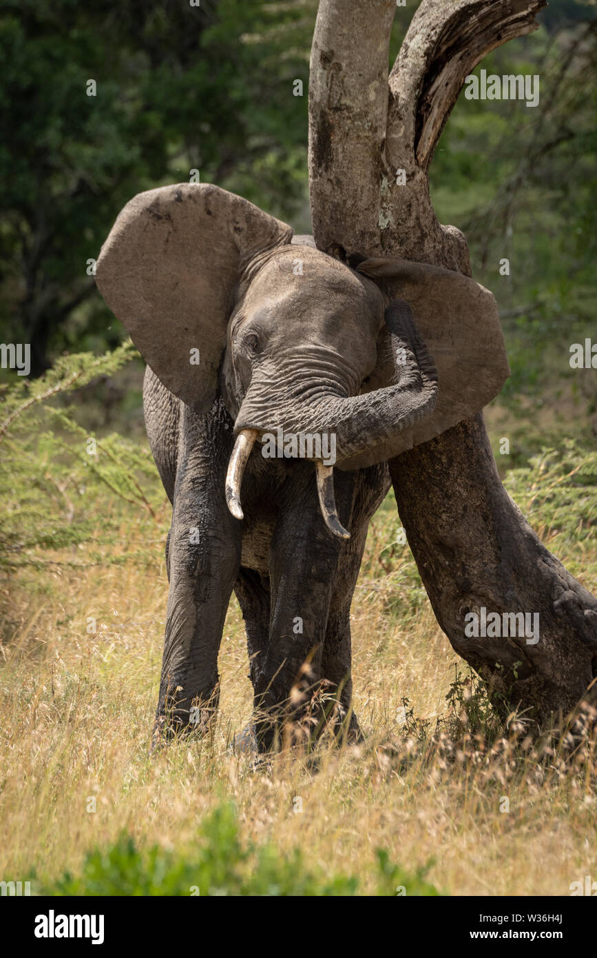 Elephant rubs against tree hi-res stock photography and images - Alamy
