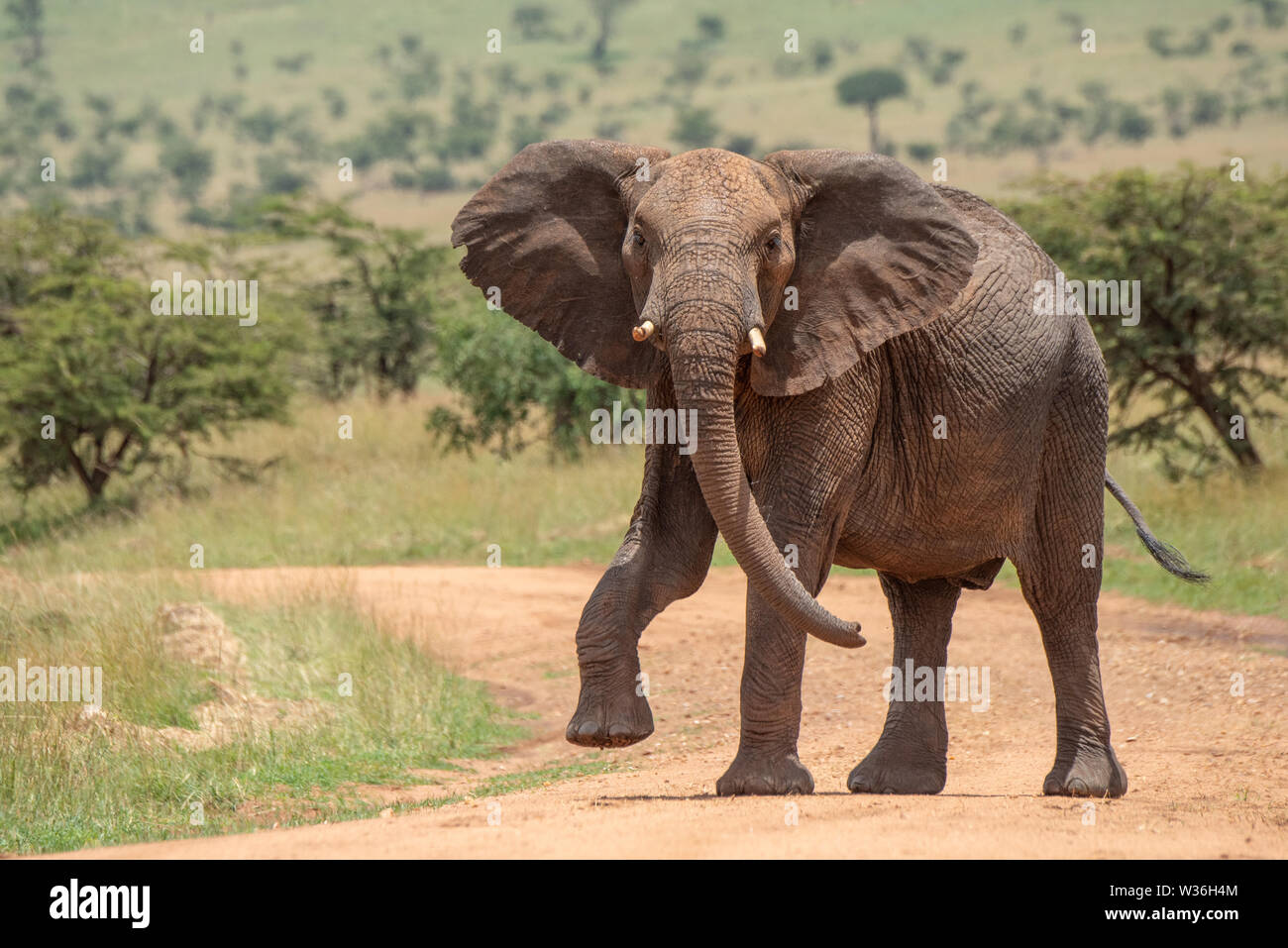 Elephant lifting foot hi-res stock photography and images - Alamy