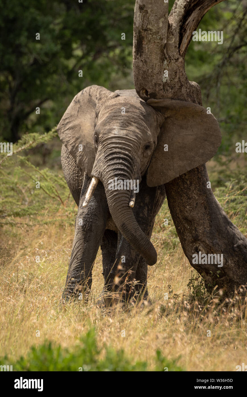 African elephant rubs its head against tree Stock Photo - Alamy