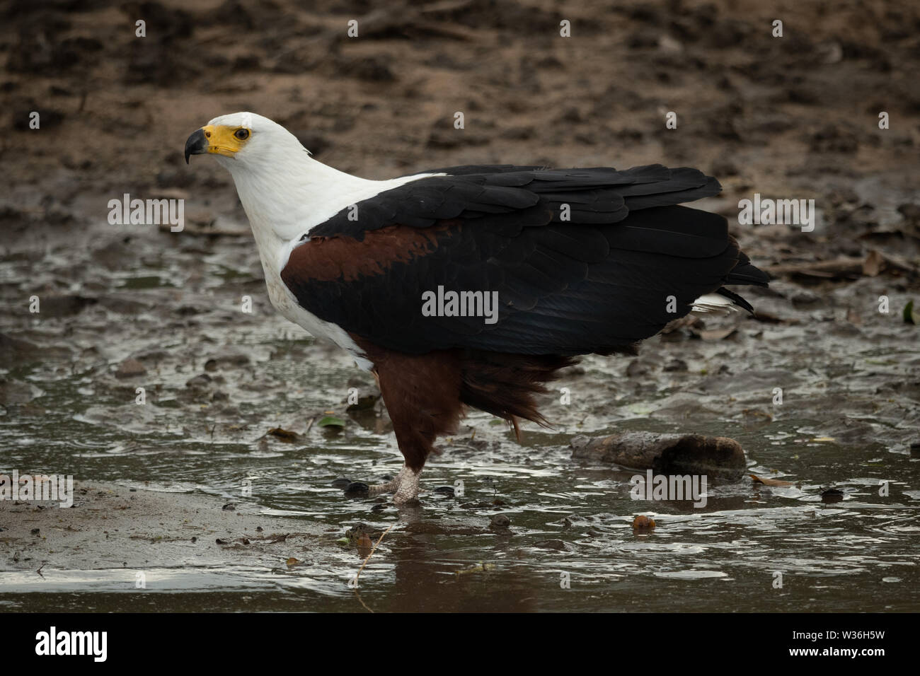 Serengeti african fish eagle hi-res stock photography and images - Alamy
