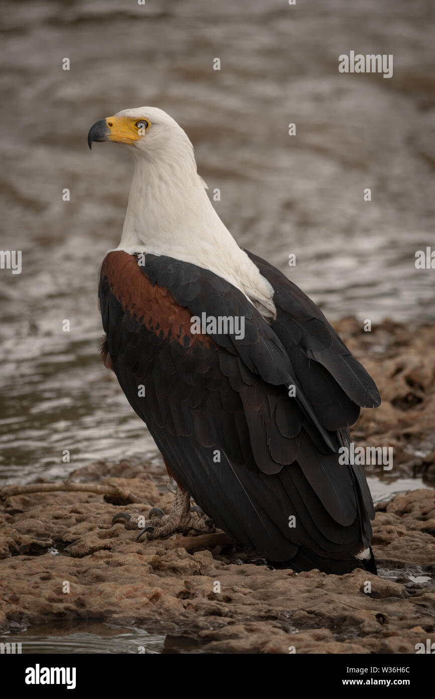 Serengeti african fish eagle hi-res stock photography and images - Alamy