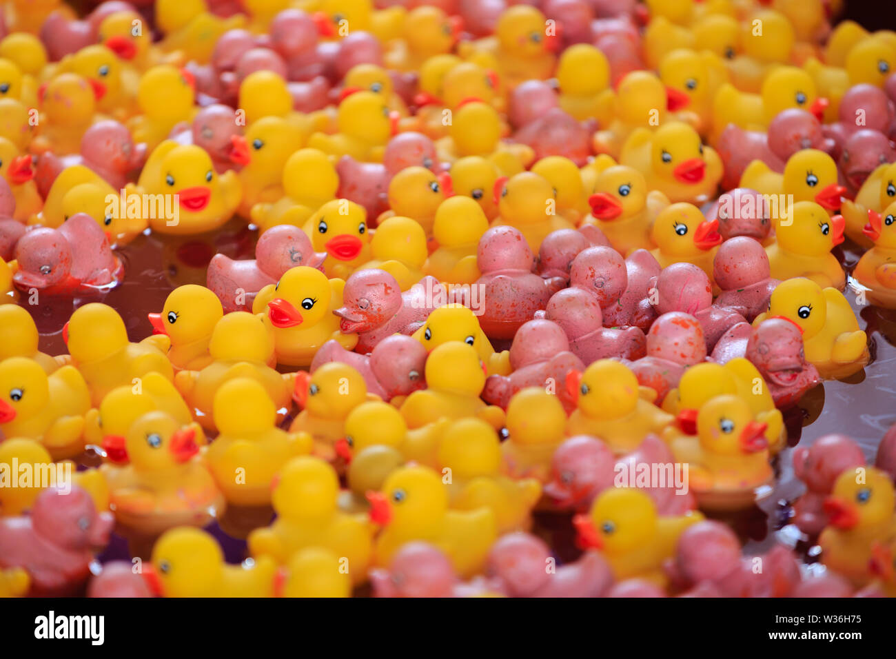 Plastic ducks in swimming pool hi-res stock photography and images - Alamy