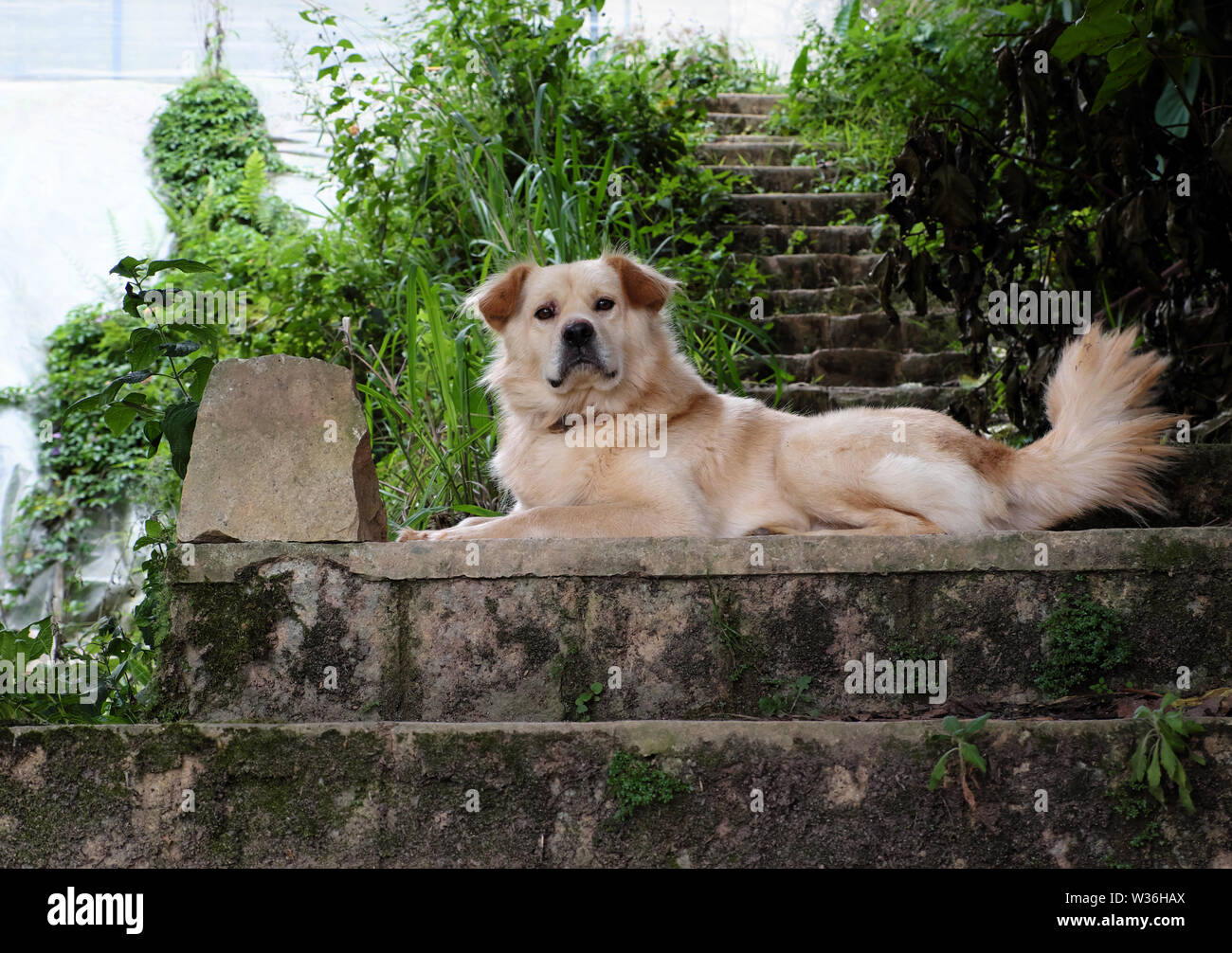 White long hair male dog lay on step and look in front for watch home ...