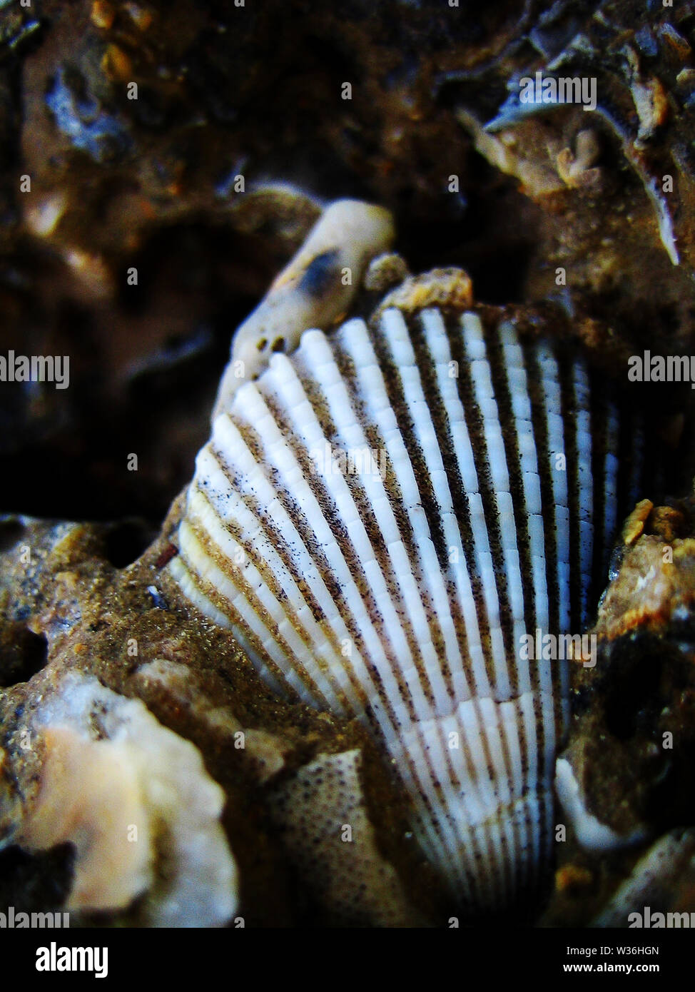 Shell on rocks macro summer background fine art Stock Photo - Alamy