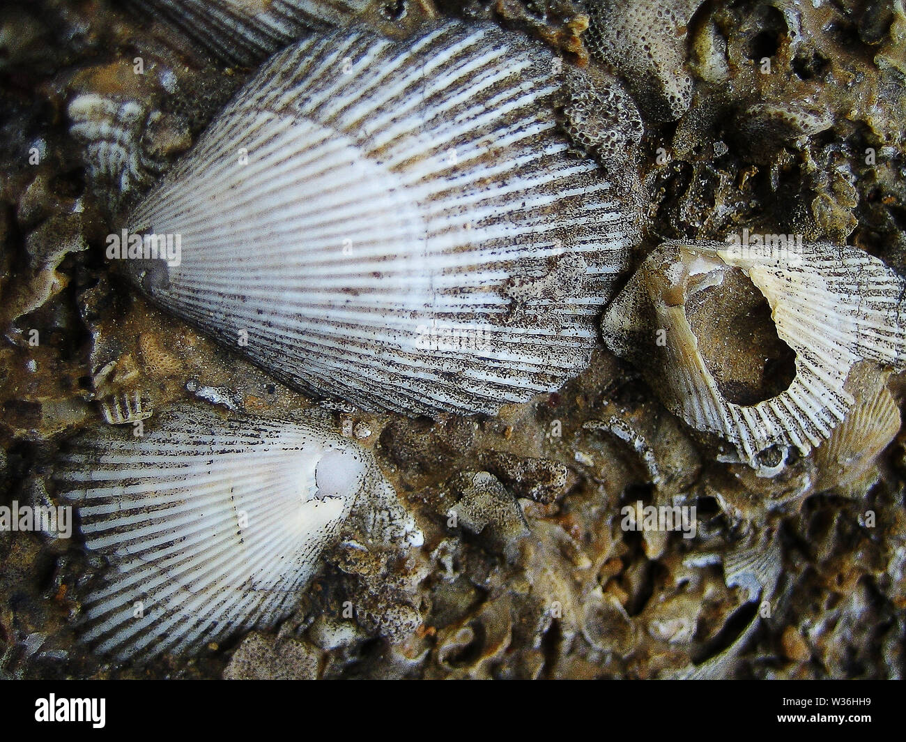 Shell on rocks macro summer background fine art Stock Photo - Alamy