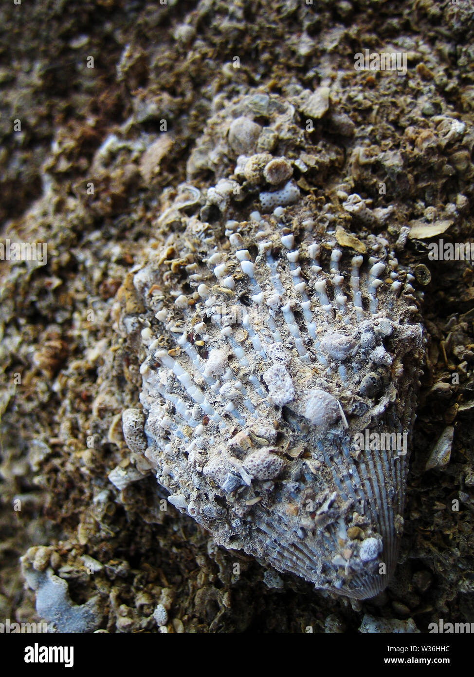 Shell on rocks macro summer background fine art Stock Photo - Alamy