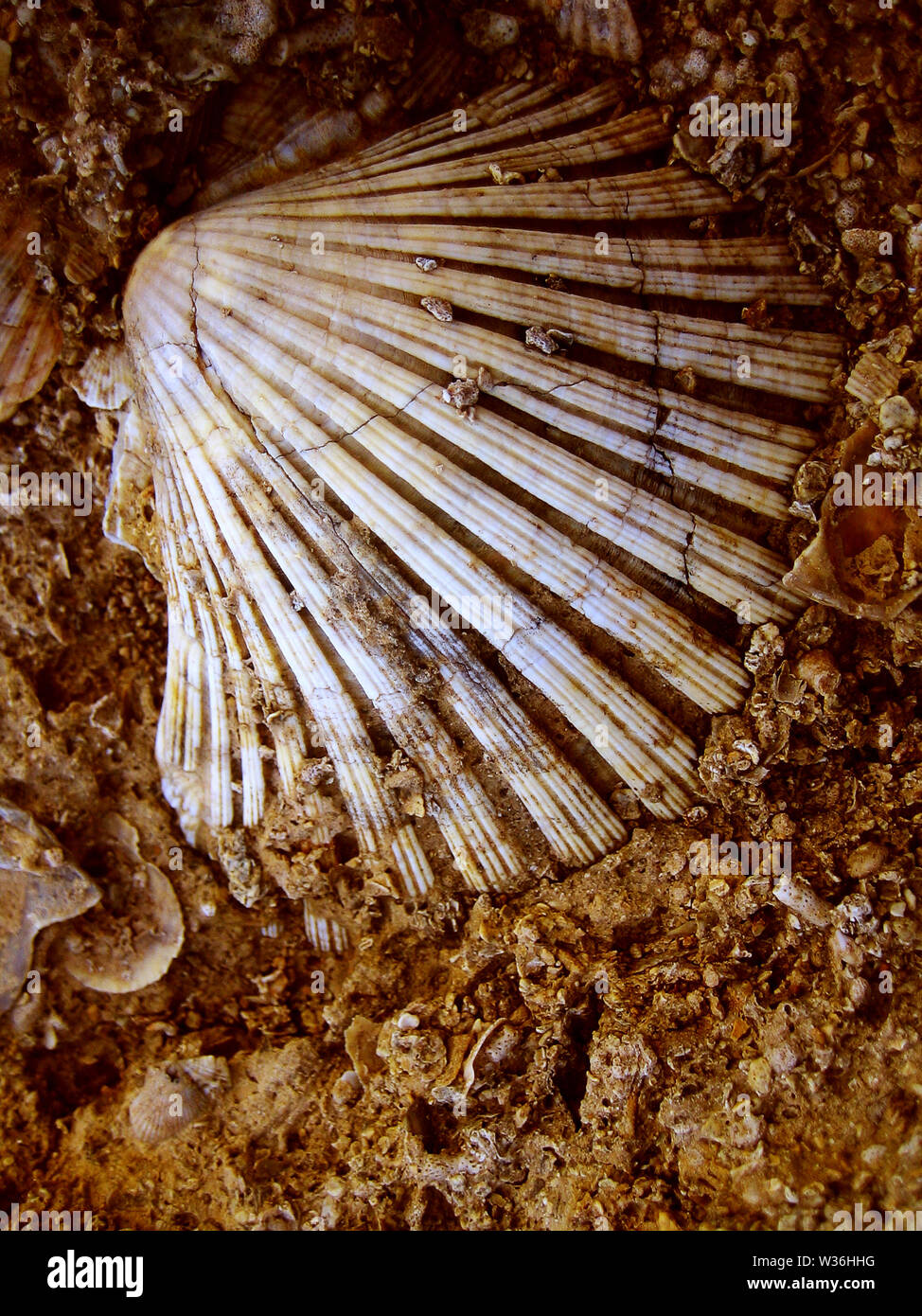 Shell on rocks macro summer background fine art Stock Photo - Alamy