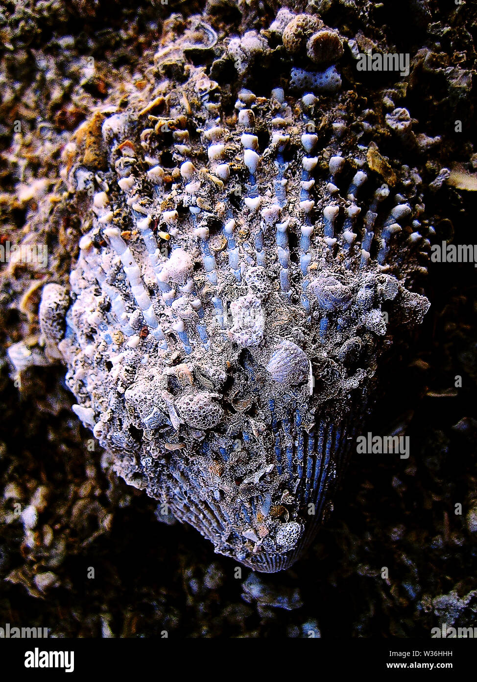Shell on rocks macro summer background fine art Stock Photo - Alamy