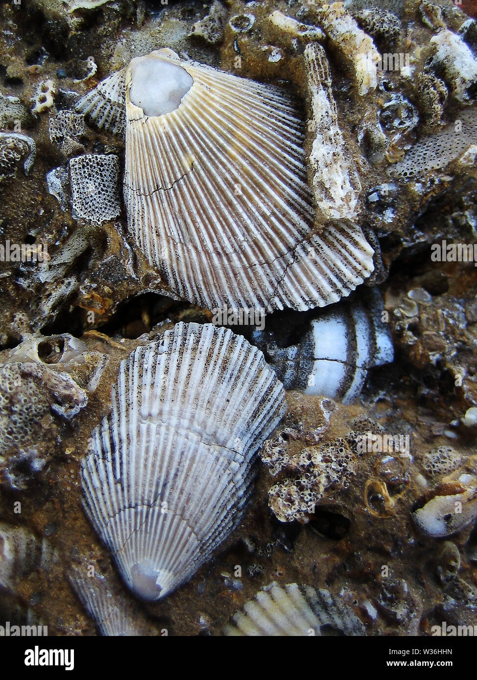 Shell on rocks macro summer background fine art Stock Photo - Alamy