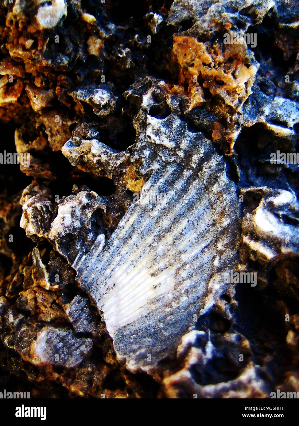 Shell on rocks macro summer background fine art Stock Photo - Alamy