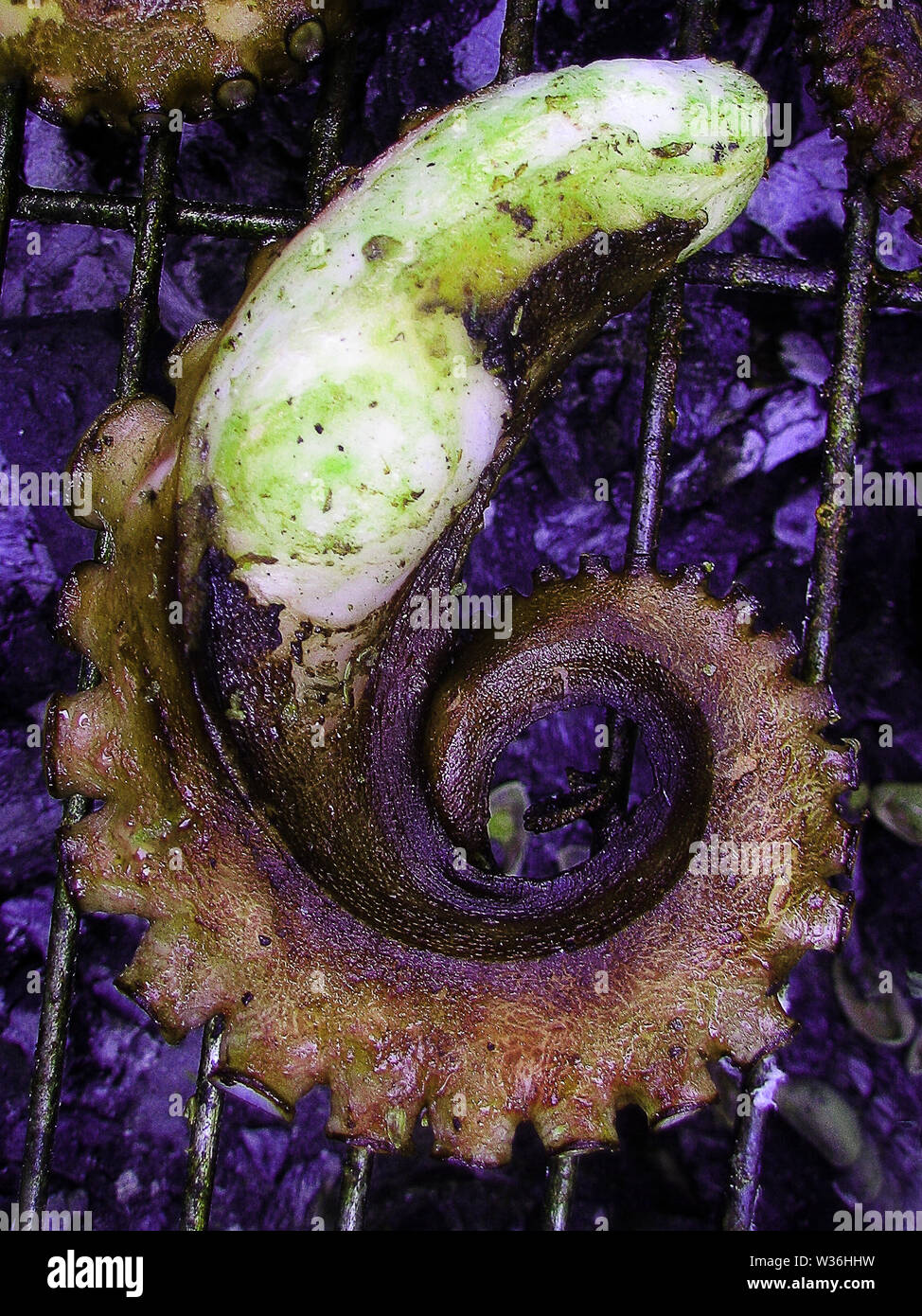 Octopus feet macro background summer grill on the beach wallpaper Stock ...