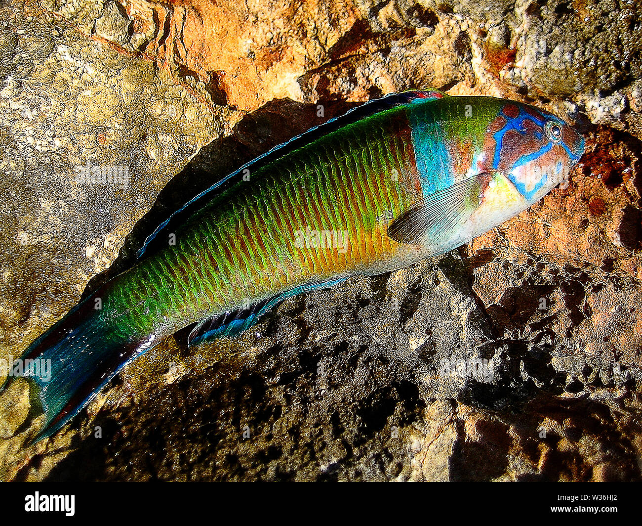 Colorful coral fish macro background wallpaper fine art Stock Photo - Alamy
