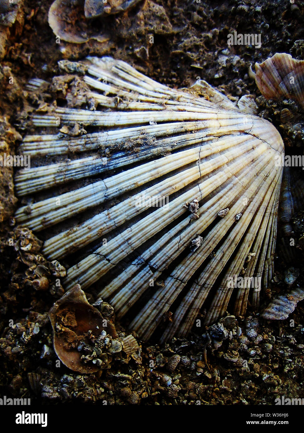 Shell on rocks macro summer background fine art Stock Photo - Alamy