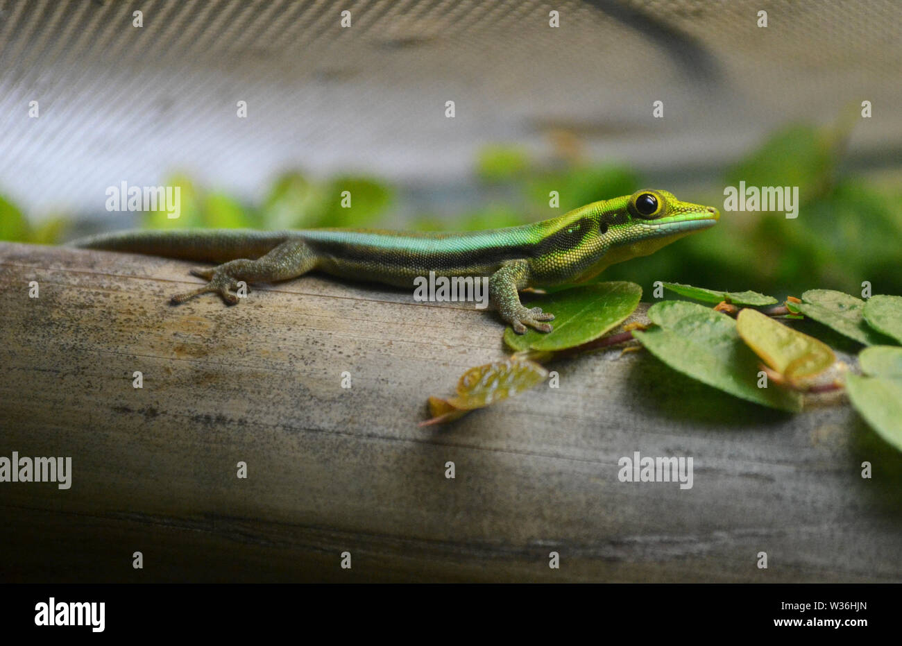 Gallery of natural history hi-res stock photography and images - Alamy