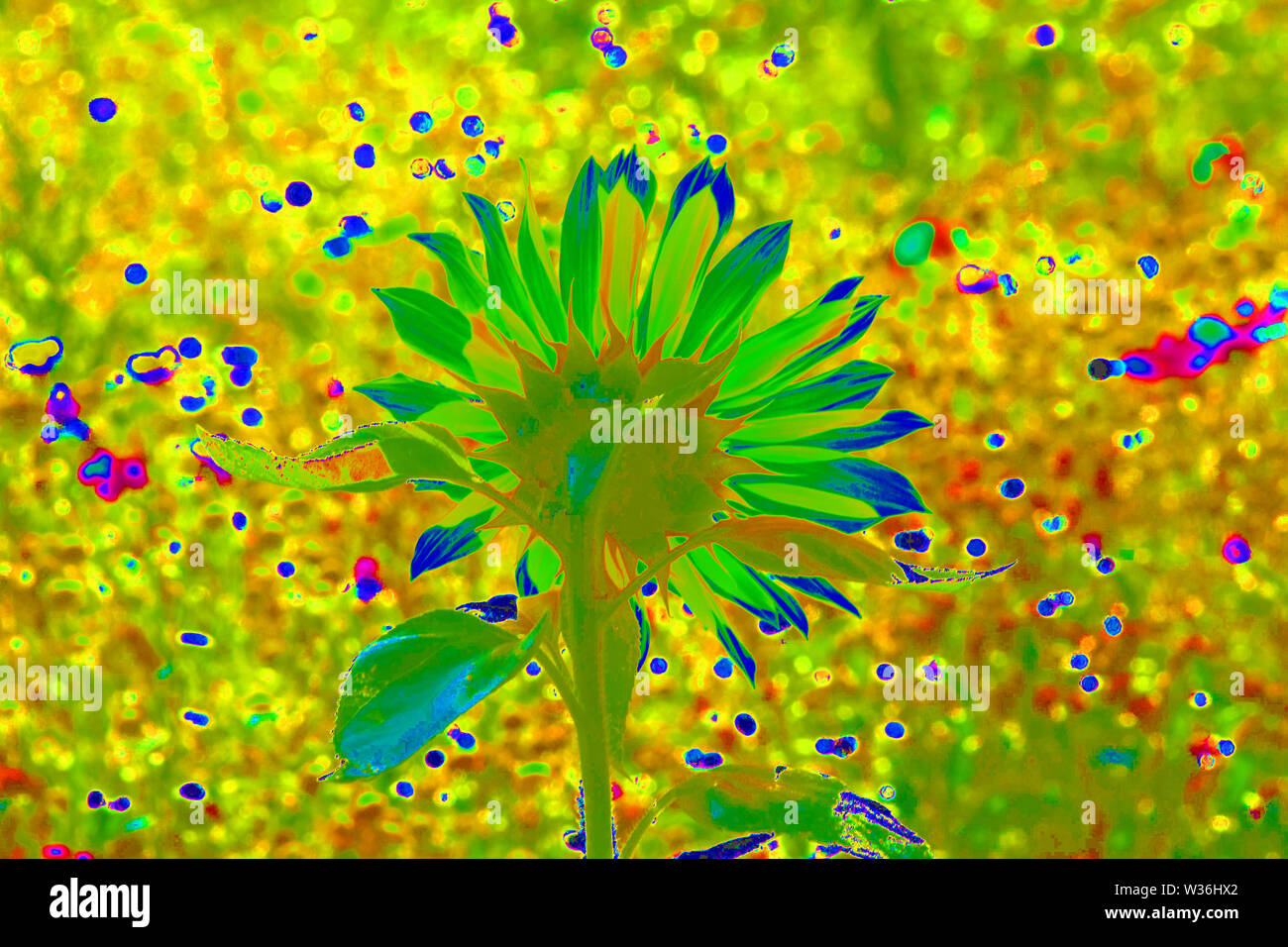 Psychedelic Sunflower, Flower Power Stock Photo - Alamy