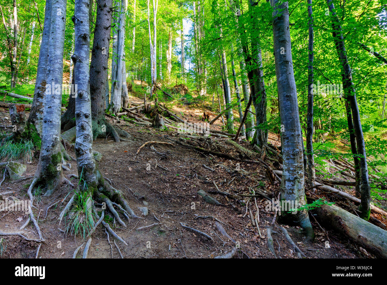 Whole tree and roots hi-res stock photography and images - Alamy
