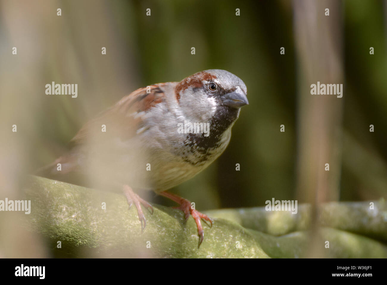 Sparrow feather details hi-res stock photography and images - Alamy
