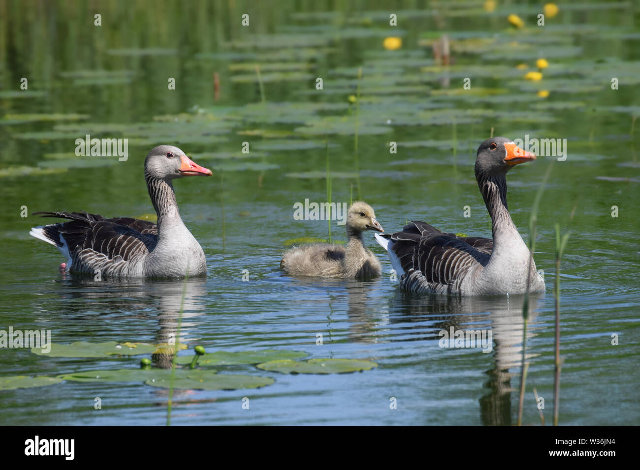 Goose family with juvenile gosling Stock Photo - Alamy
