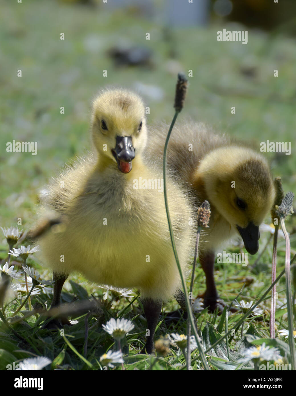 Baby animal geese hi-res stock photography and images - Alamy