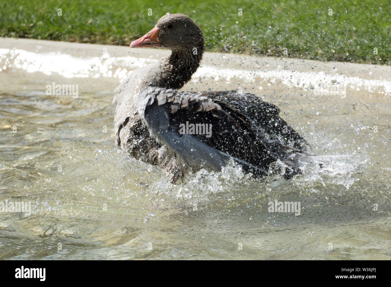 Kanadische Gans, Ente planscht im Wasser und erfrischt sich bei der ...