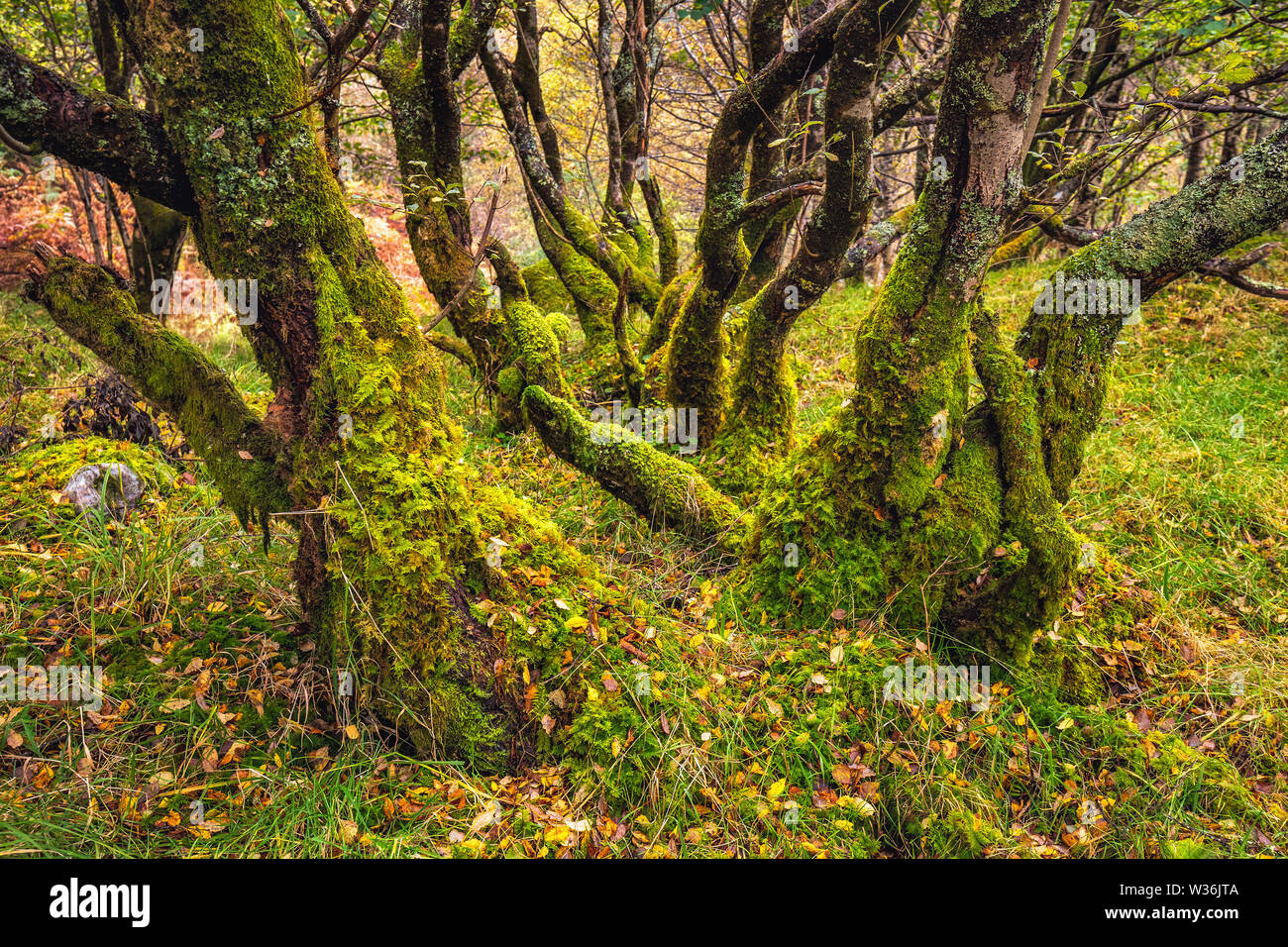 Enchanted forest near Glen Nevis Scotland. Photo shows lichen and moss ...