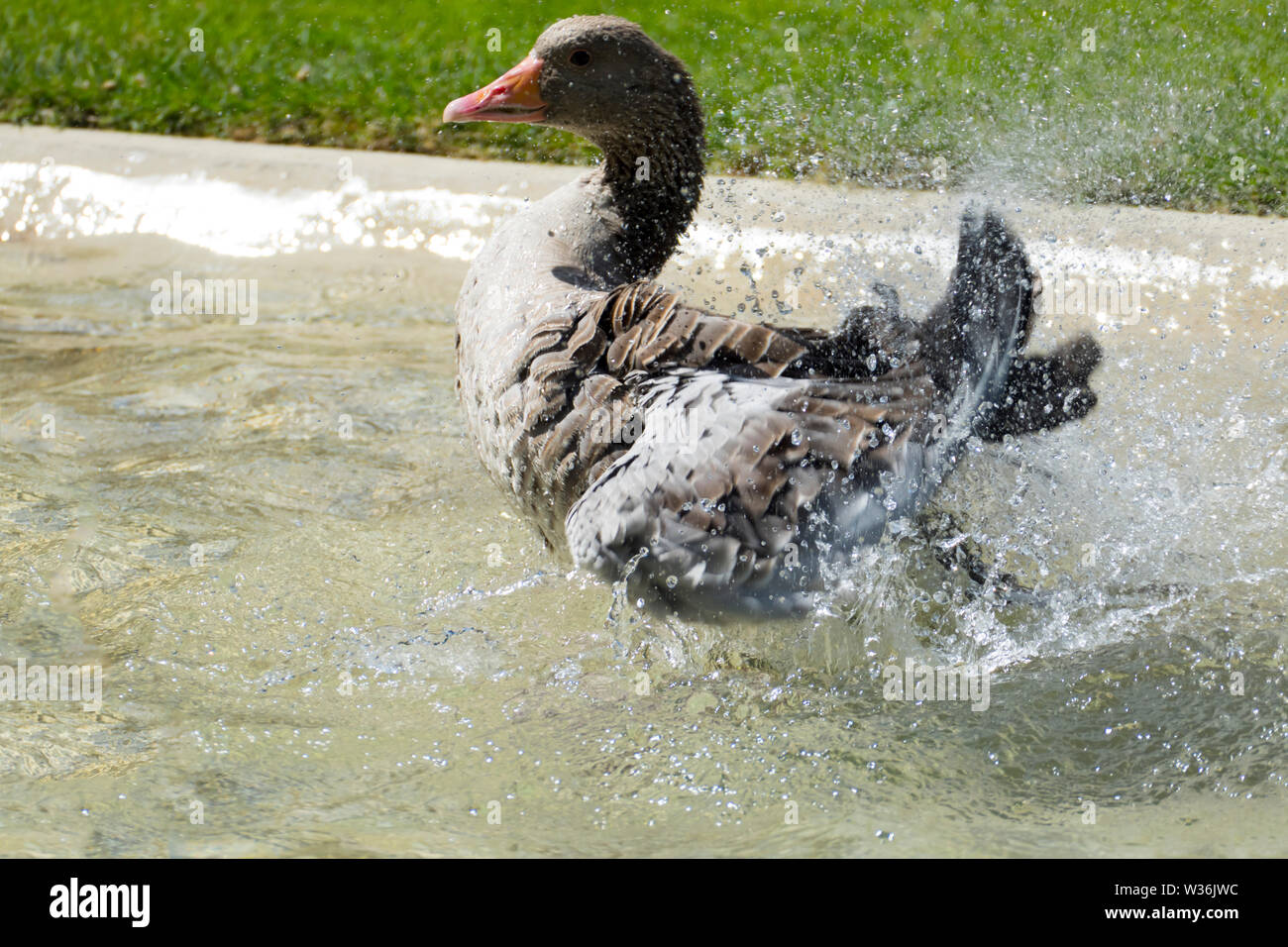 Kanadische Gans, Ente planscht im Wasser und erfrischt sich bei der ...
