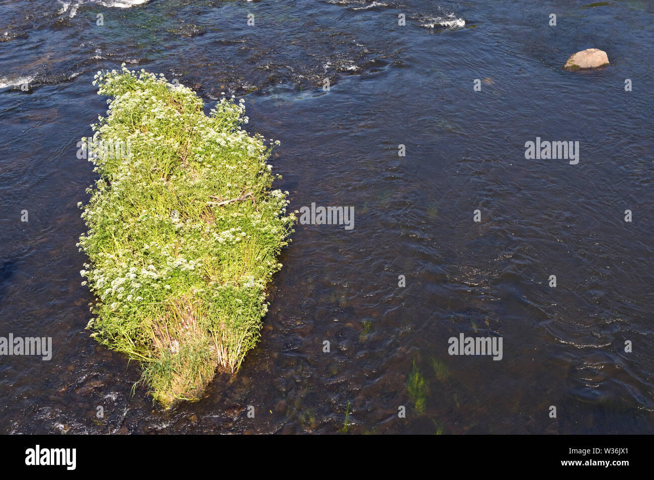 River Wye looking downstream from the bridge, showing ranunculus river ...