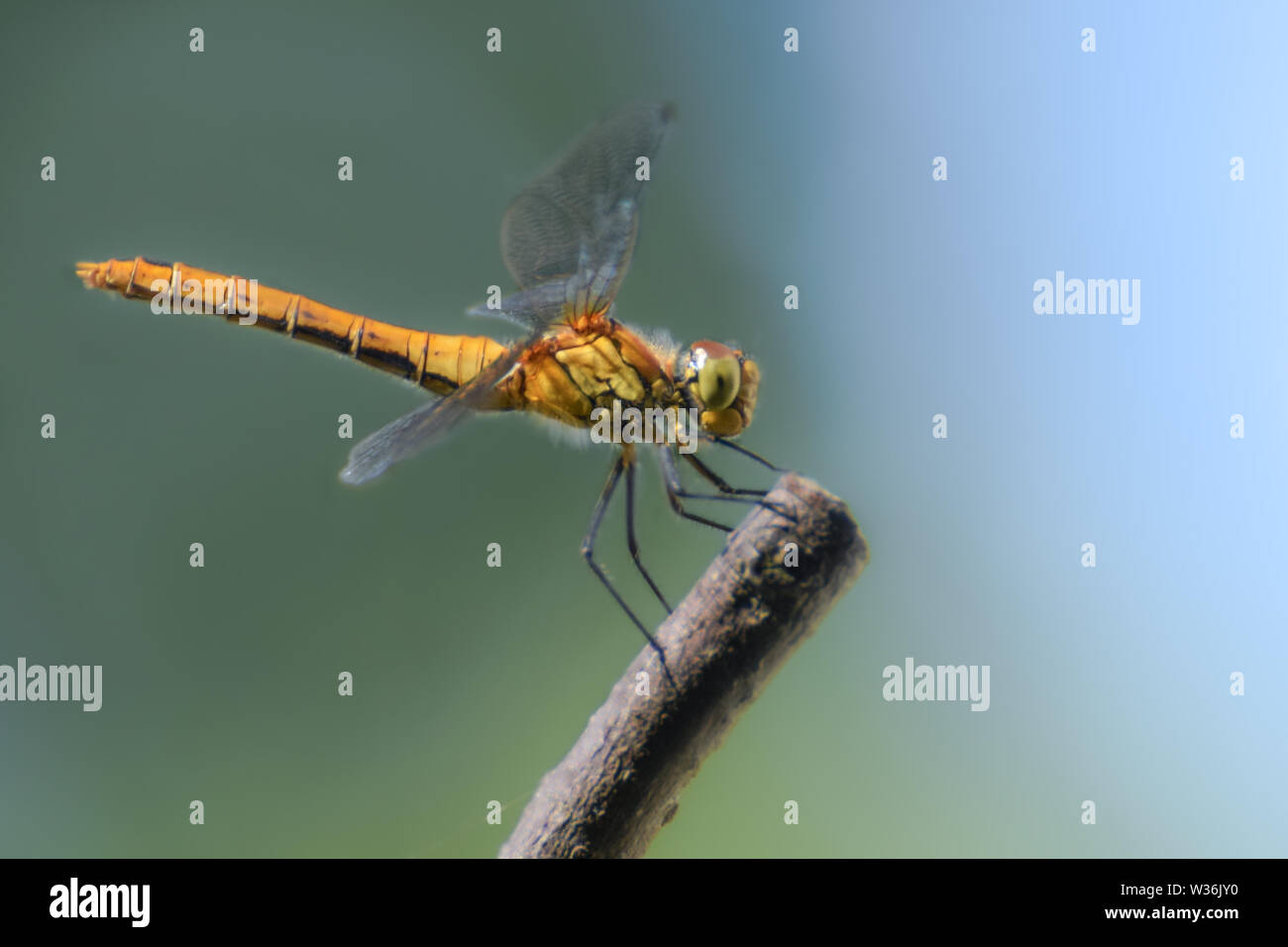 Dragonfly macro photography hi-res stock photography and images - Alamy