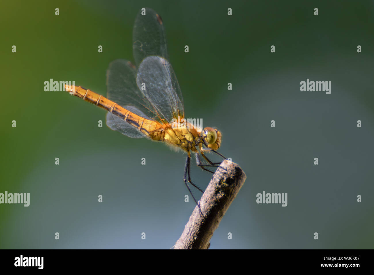 Dragonfly on a stick hi-res stock photography and images - Alamy