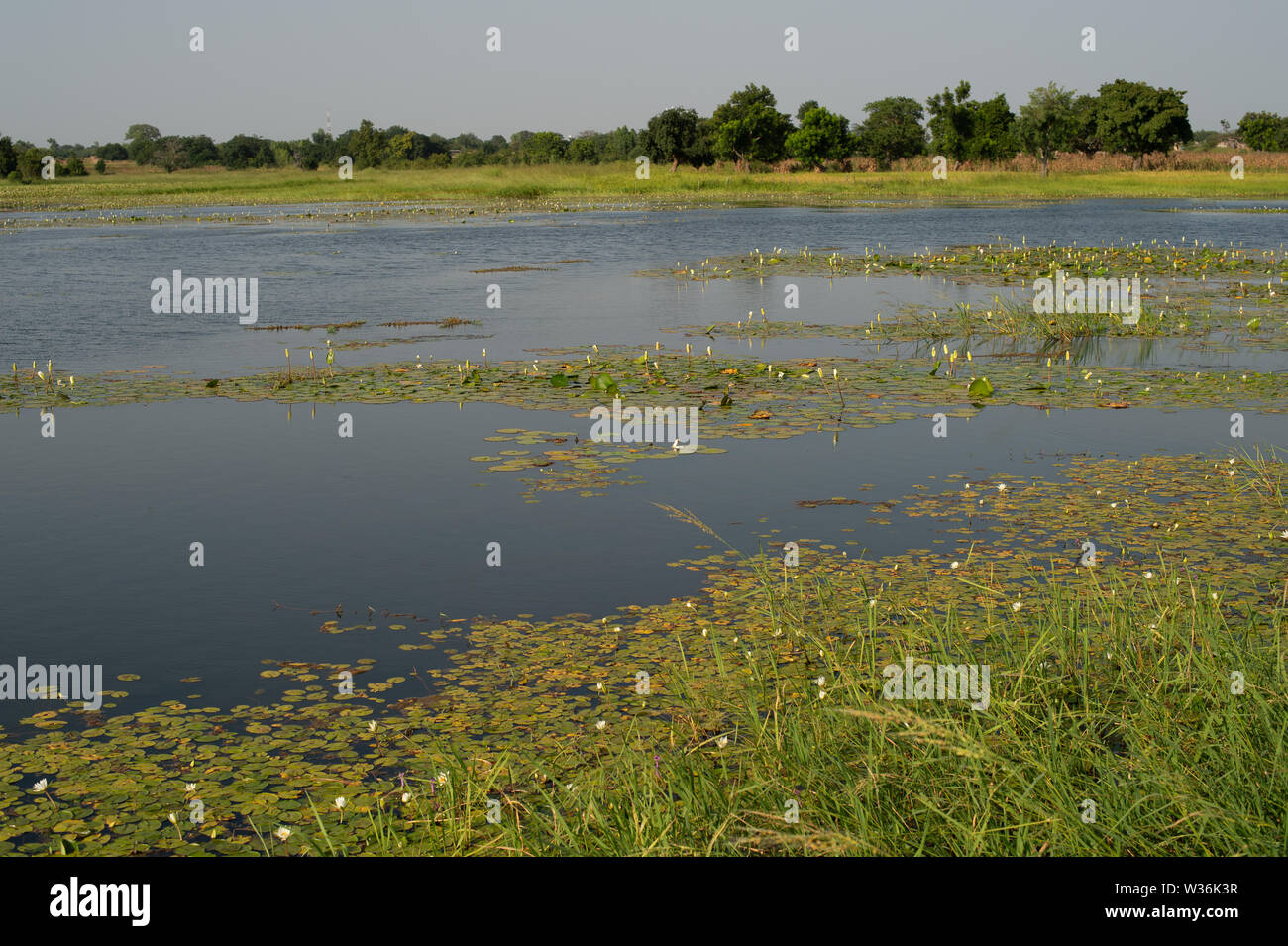 Egyptian lotus hi-res stock photography and images - Alamy
