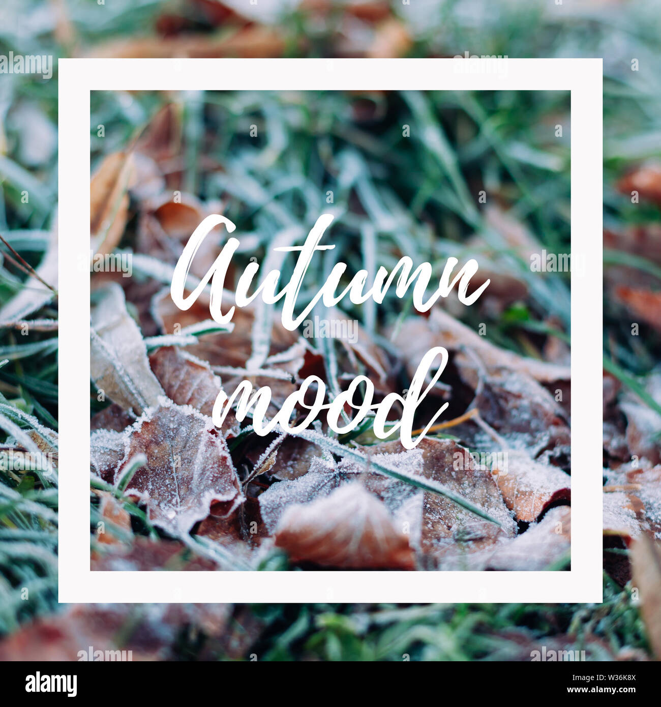 Creative layout with dry autumn leaves on the ground with green grass ...