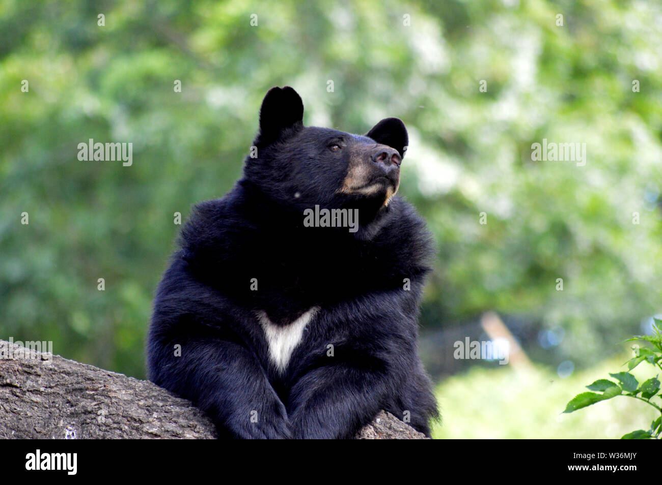 Black bear in natural habitat looking aloof Stock Photo - Alamy