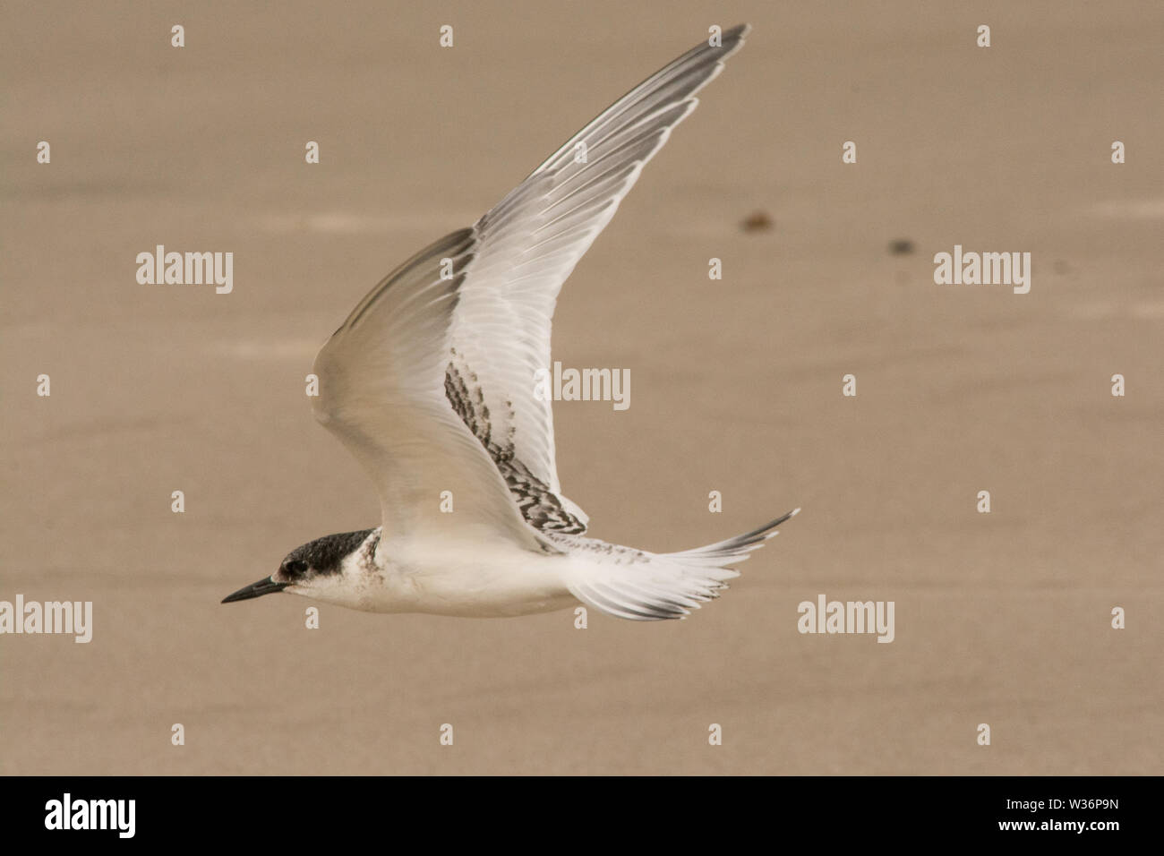 Sterna Striata High Resolution Stock Photography and Images - Alamy