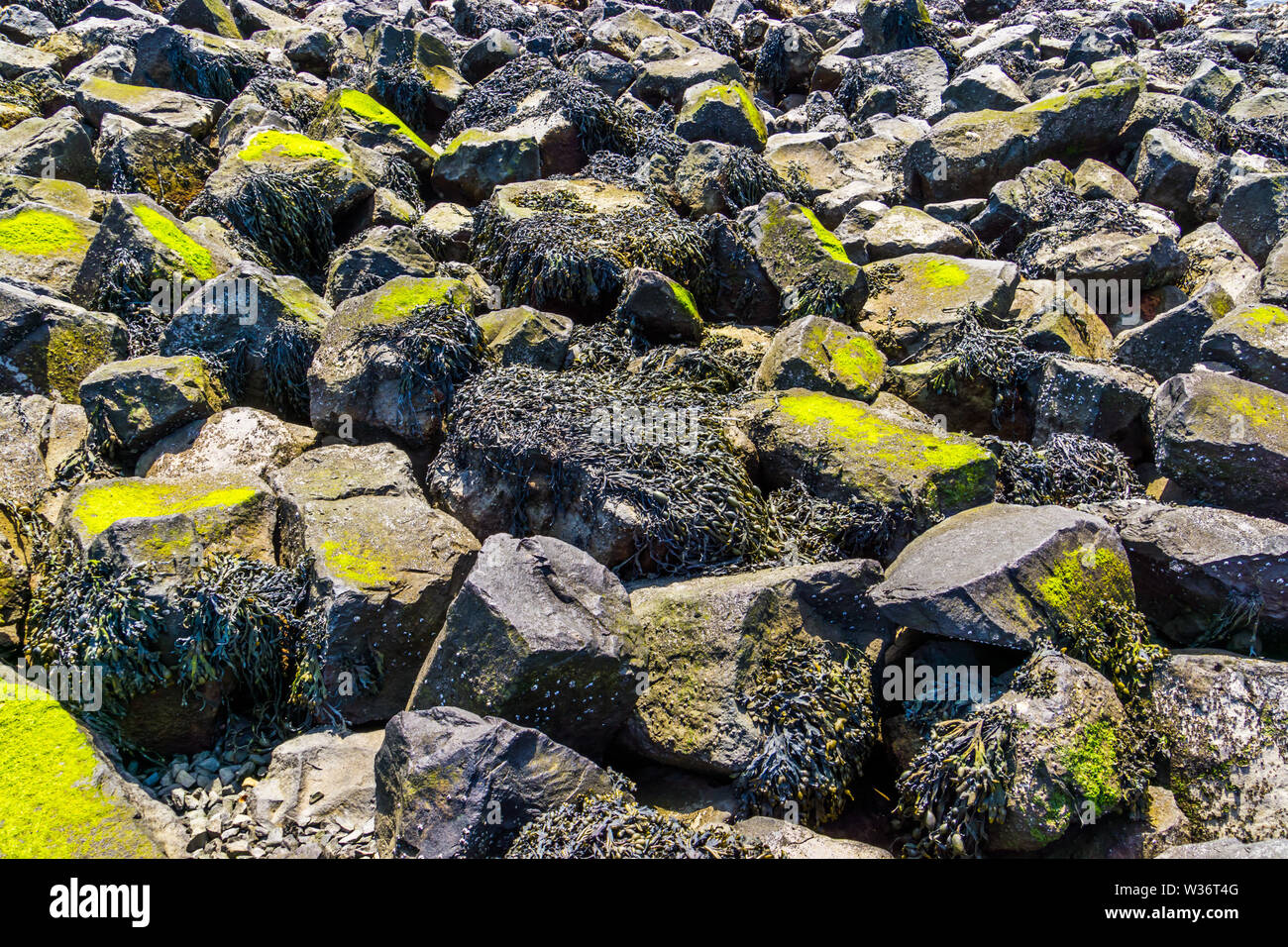 many sea rocks covered in seaweed at the beach of tholen, Nature ...