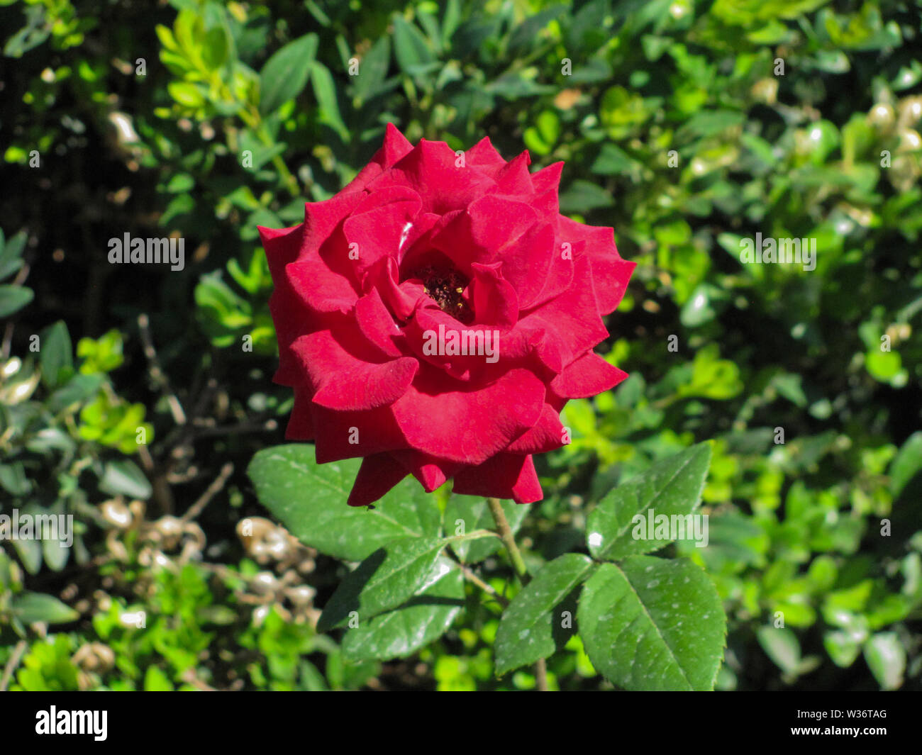 bright purple rose and green leaves Stock Photo - Alamy