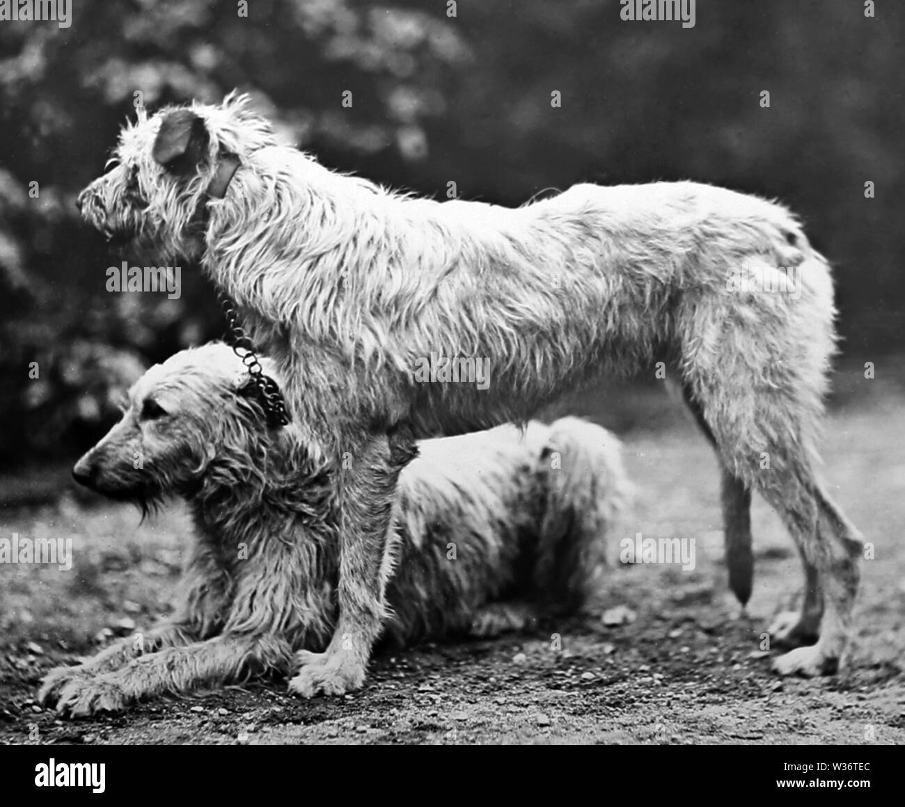 Deer and deer hounds hi-res stock photography and images - Alamy