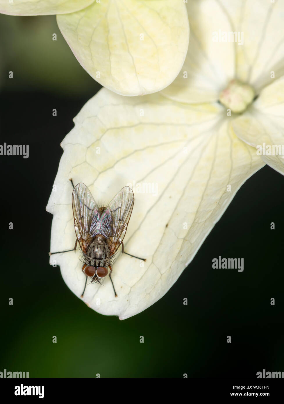 House fly uk insect hi-res stock photography and images - Alamy