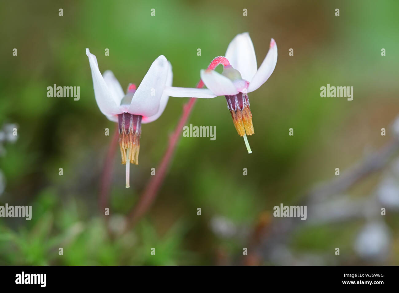 Vaccinium oxycoccos, known as small cranberry, bog cranberry or swamp ...