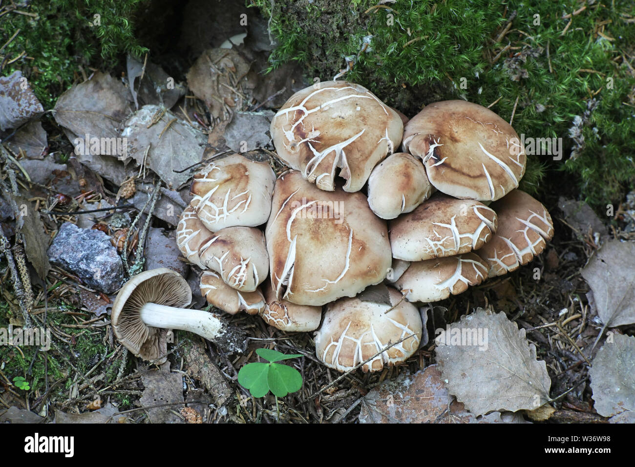 Agrocybe praecox, known as Spring Fieldcap mushroom Stock Photo - Alamy